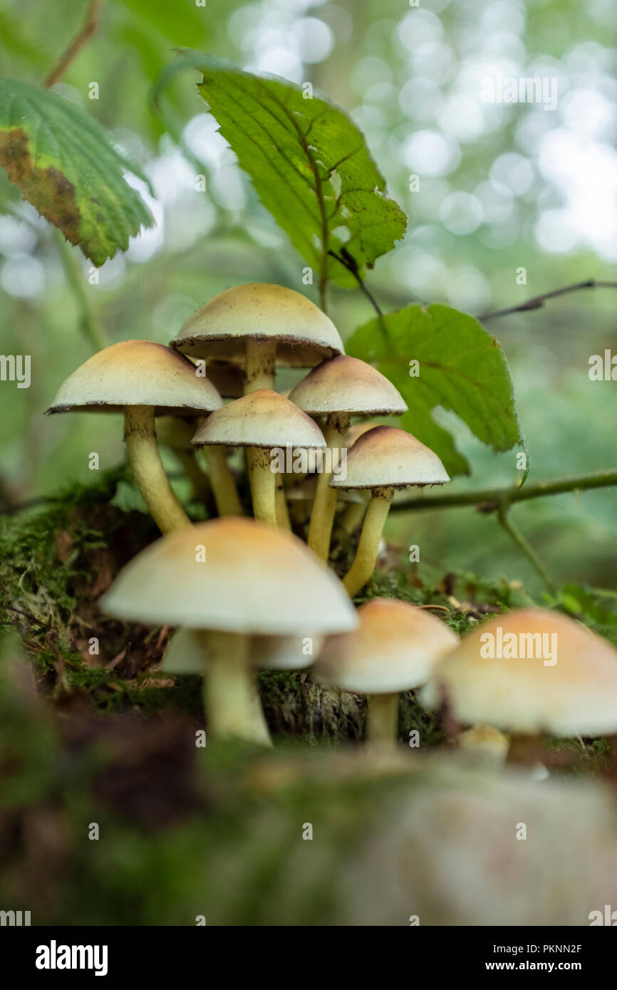 British wild fungi hi-res stock photography and images - Alamy