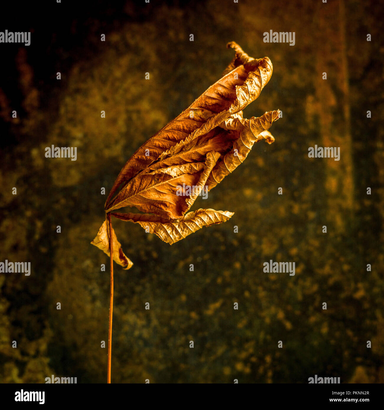 Dry chesnut leaf hi-res stock photography and images - Alamy