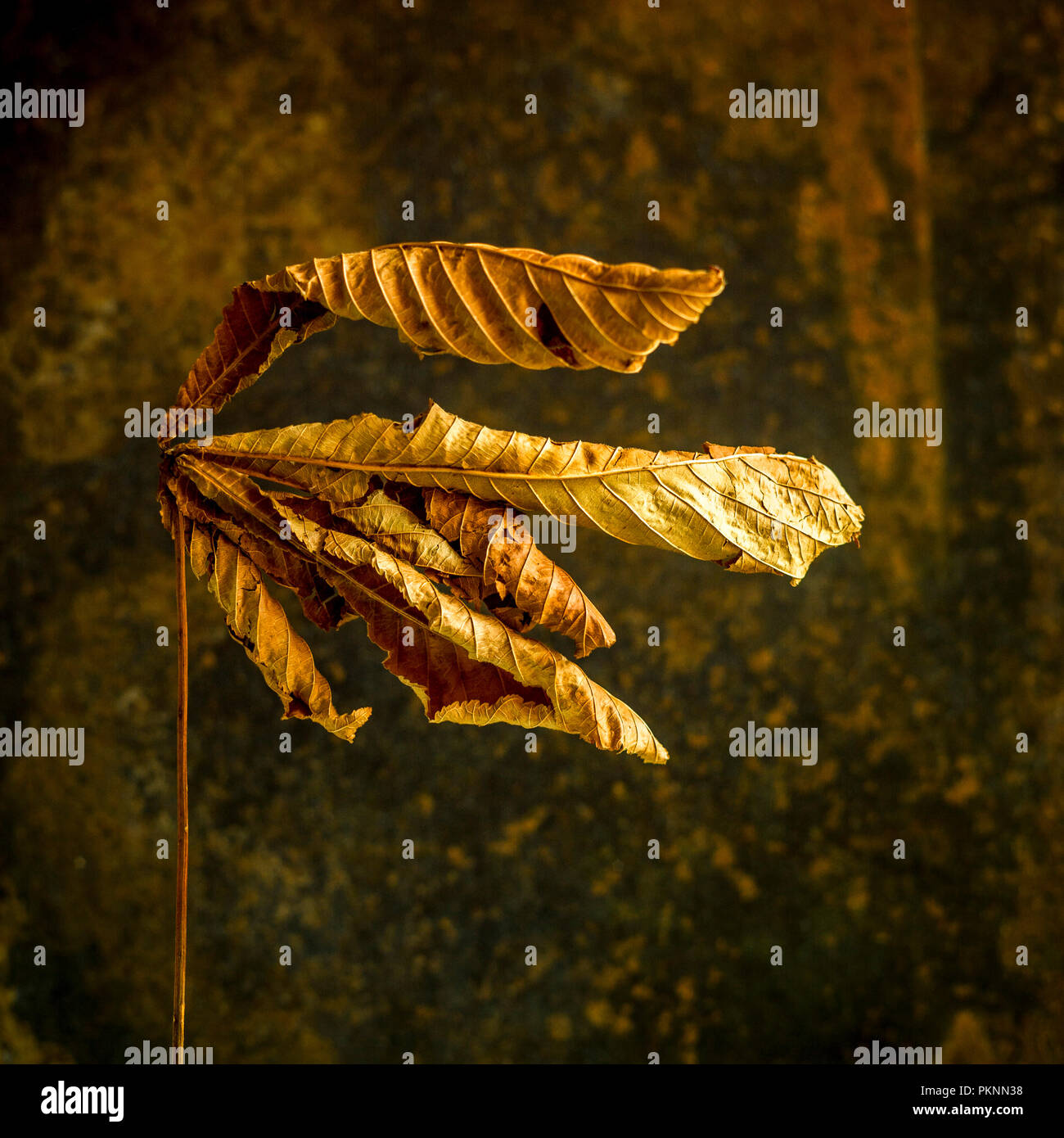 Dry chesnut leaf hi-res stock photography and images - Alamy