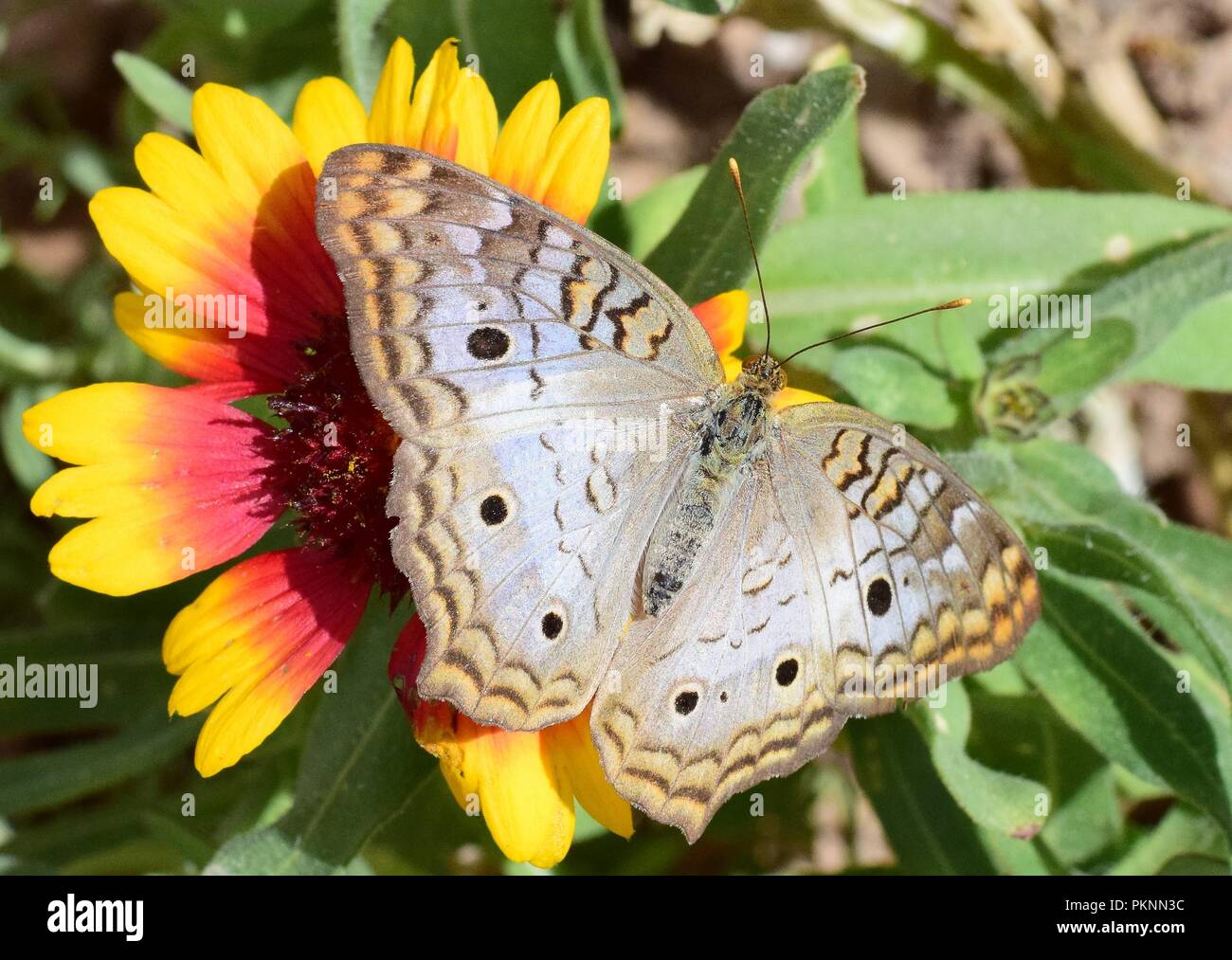 Phoenix arizona desert botanical garden hi-res stock photography and ...