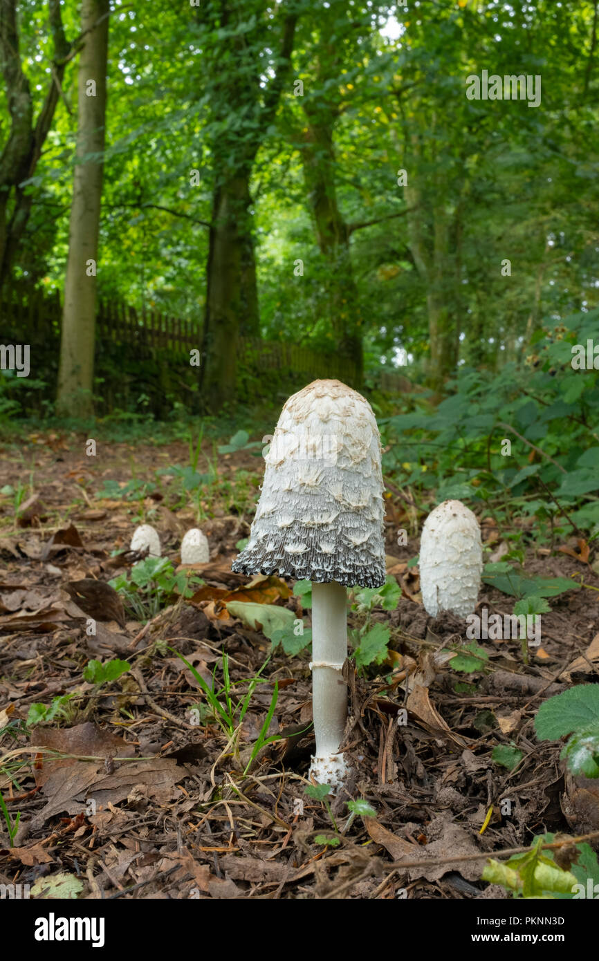 Ink cap fungus hi-res stock photography and images - Alamy