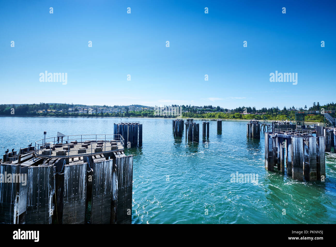 Breasting Dolphins High Resolution Stock Photography and Images - Alamy