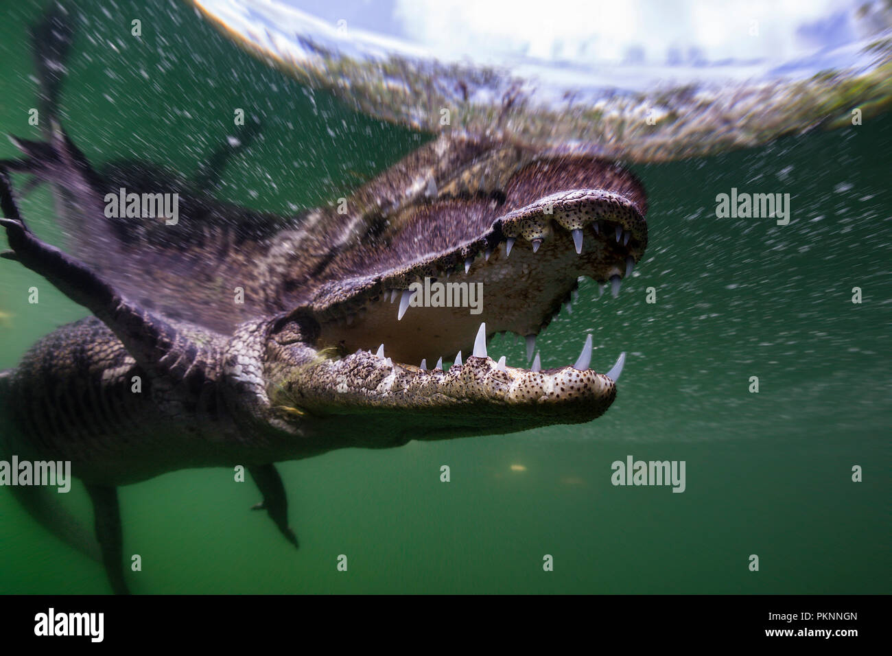 Morelet's Crocodile, Crocodylus moreletii, Cancun, Yucatan, Mexico ...