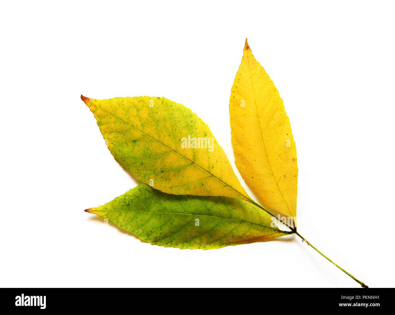 Large and beautiful yellow-green leaf isolated on white background ...