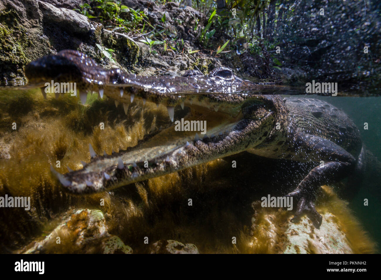 Morelet's Crocodile, Crocodylus moreletii, Tulum, Yucatan, Mexico Stock ...