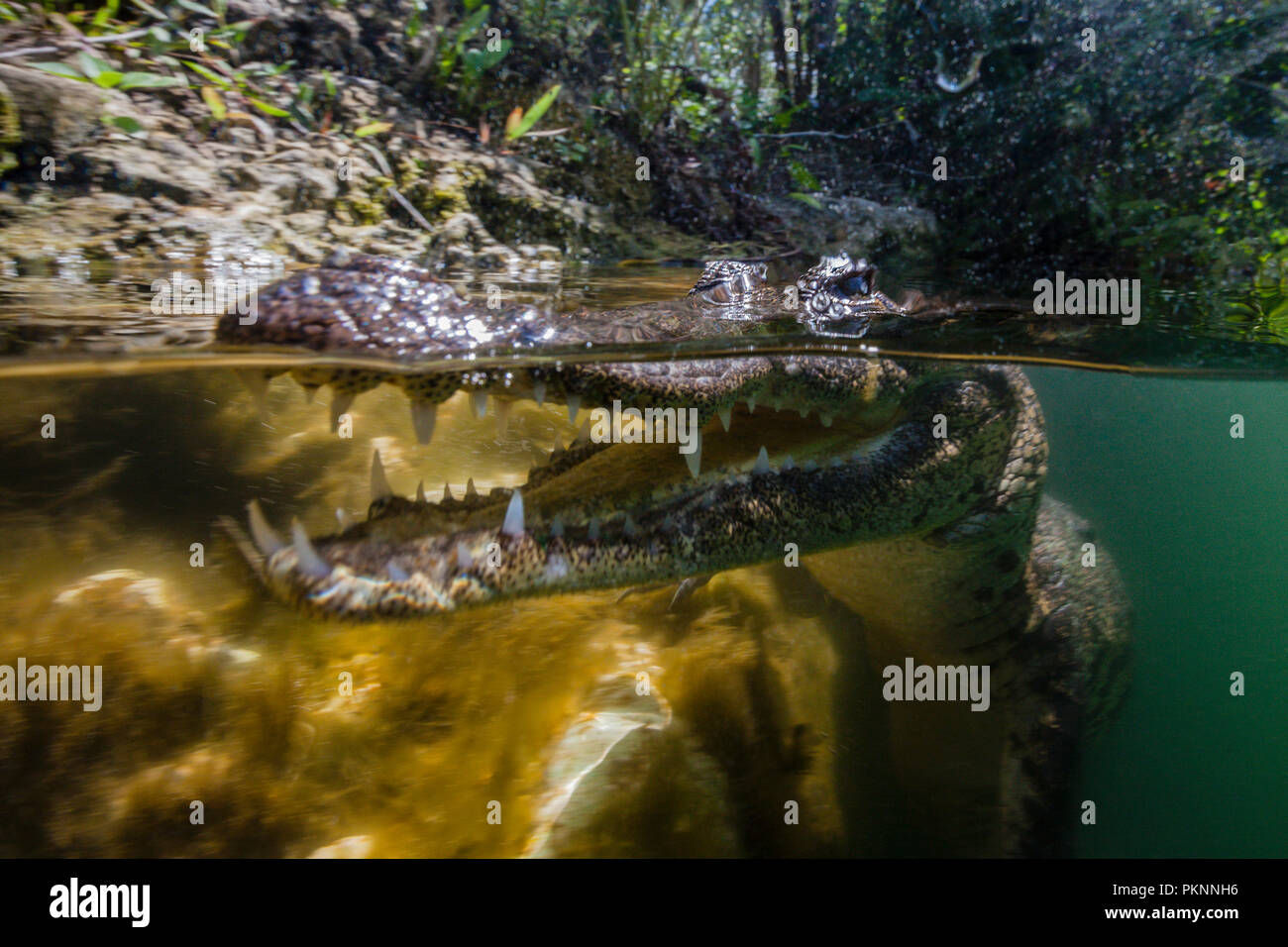 Morelet's Crocodile, Crocodylus moreletii, Tulum, Yucatan, Mexico Stock ...