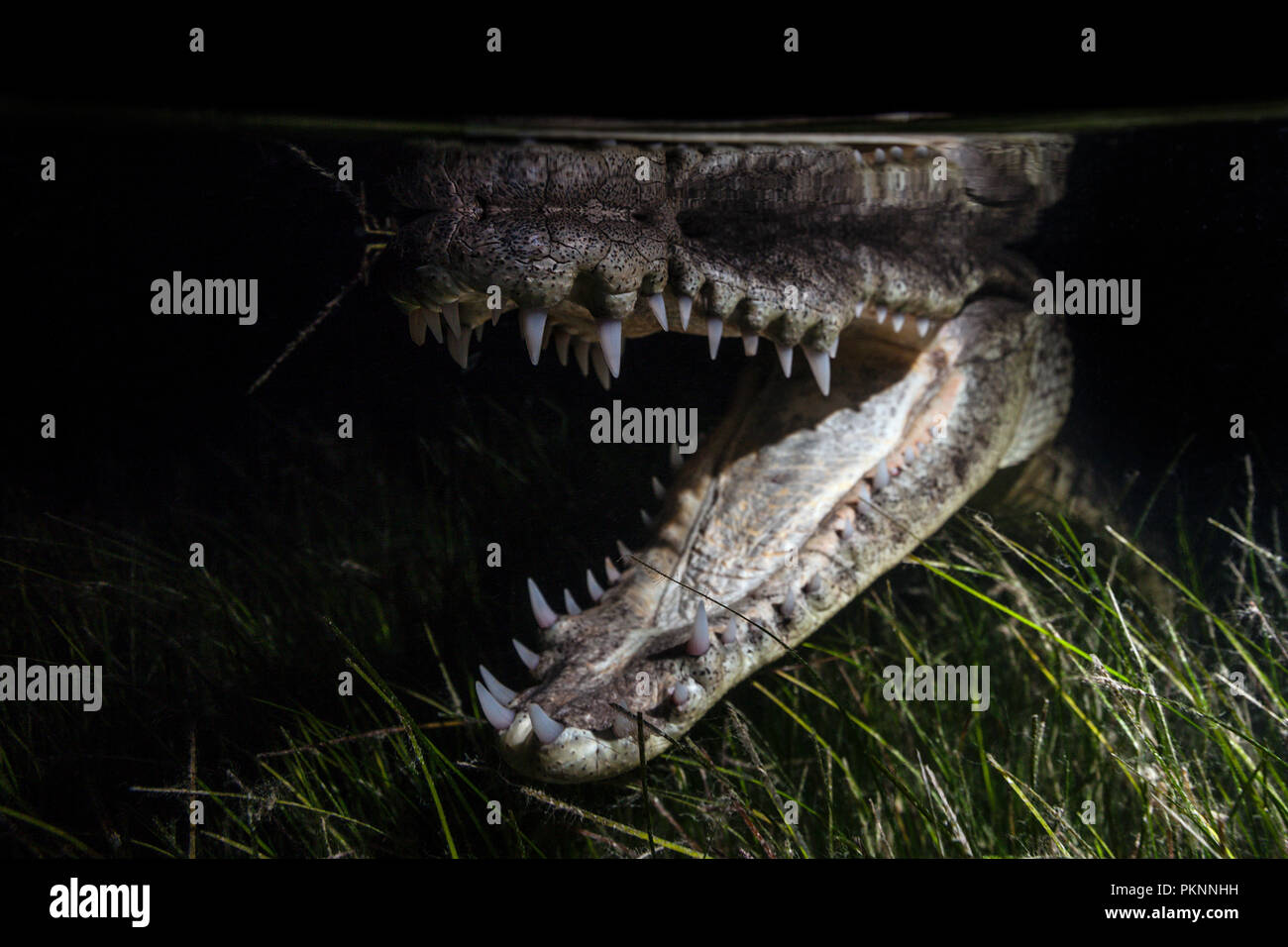 Morelet's Crocodile hunting at Night, Crocodylus moreletii, Cancun ...