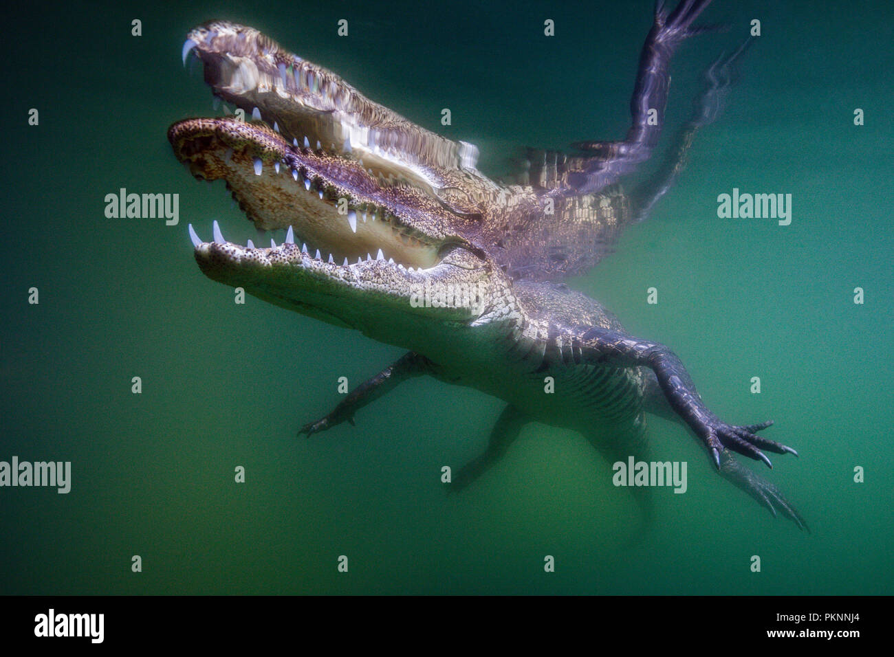 Morelet's Crocodile, Crocodylus moreletii, Cancun, Yucatan, Mexico ...