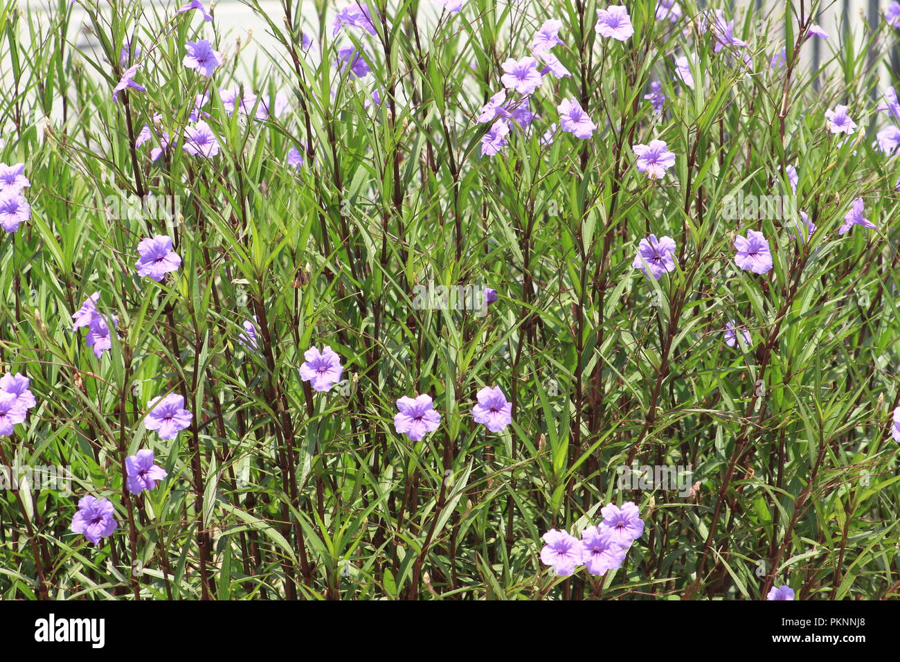 Landscaping greenery hi-res stock photography and images - Alamy