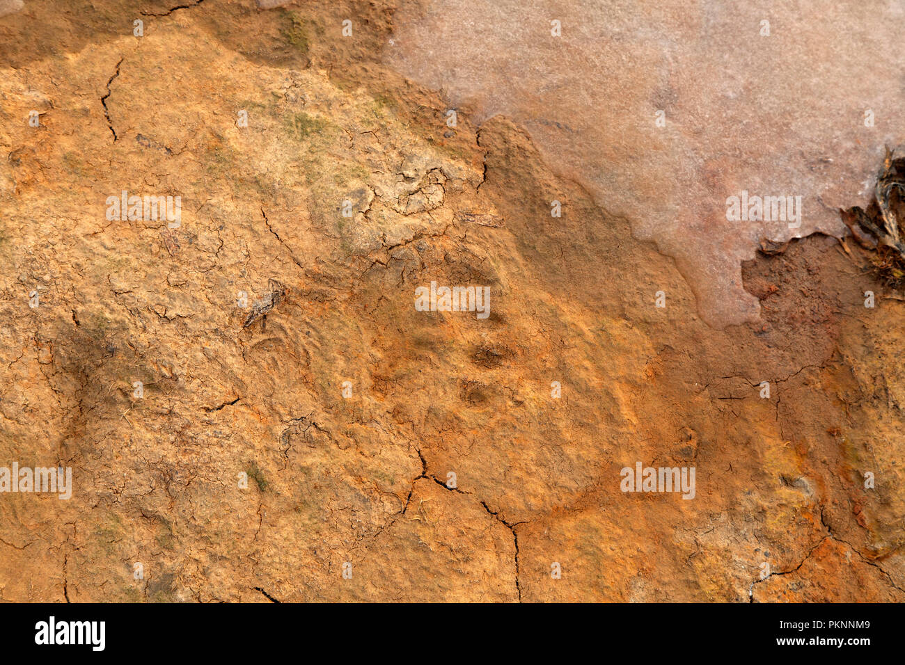Bear tracks in mud hi-res stock photography and images - Alamy