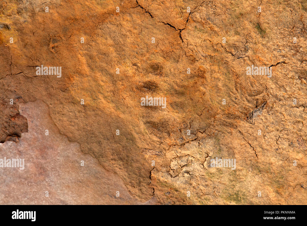 Bear tracks in mud hi-res stock photography and images - Alamy