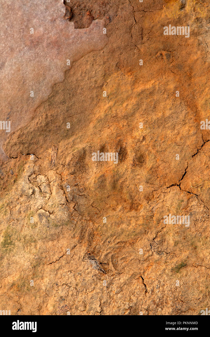 Bear tracks in mud hi-res stock photography and images - Alamy