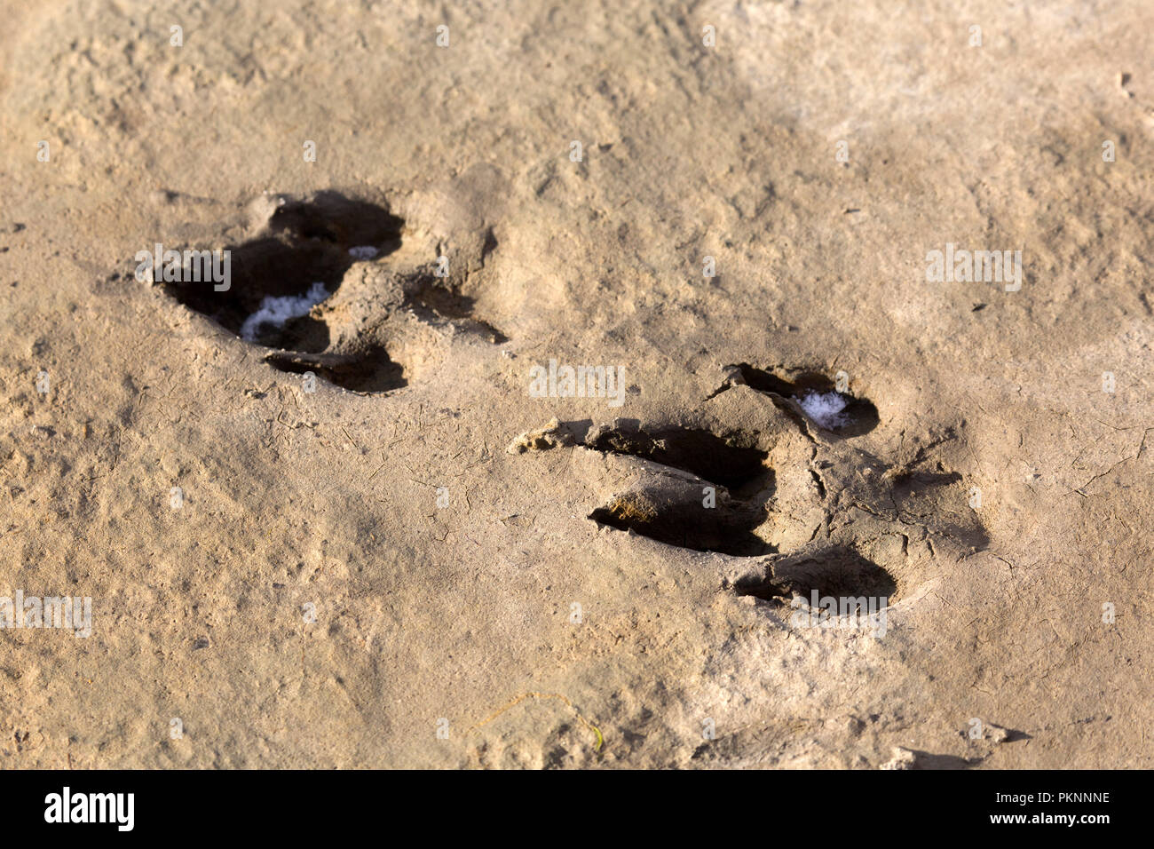Wolf tracks hi-res stock photography and images - Alamy