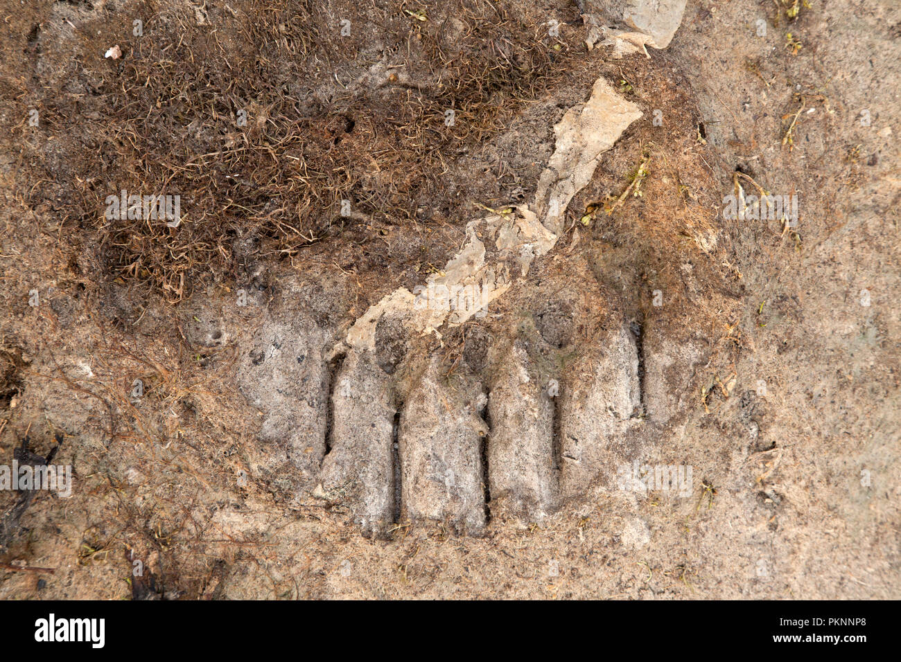 Bear tracks in mud hi-res stock photography and images - Alamy