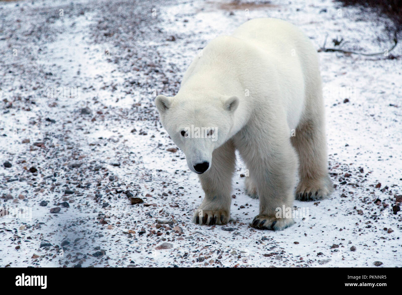 A polar bear (Ursus maritimus) on snowy ground by the Hudson Bay in ...