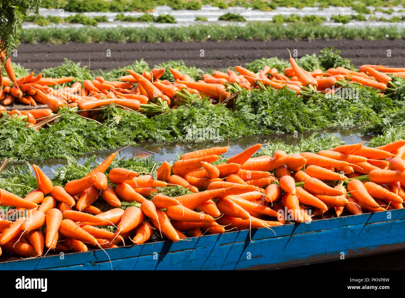 Fresh carrots from the farm Stock Photo - Alamy