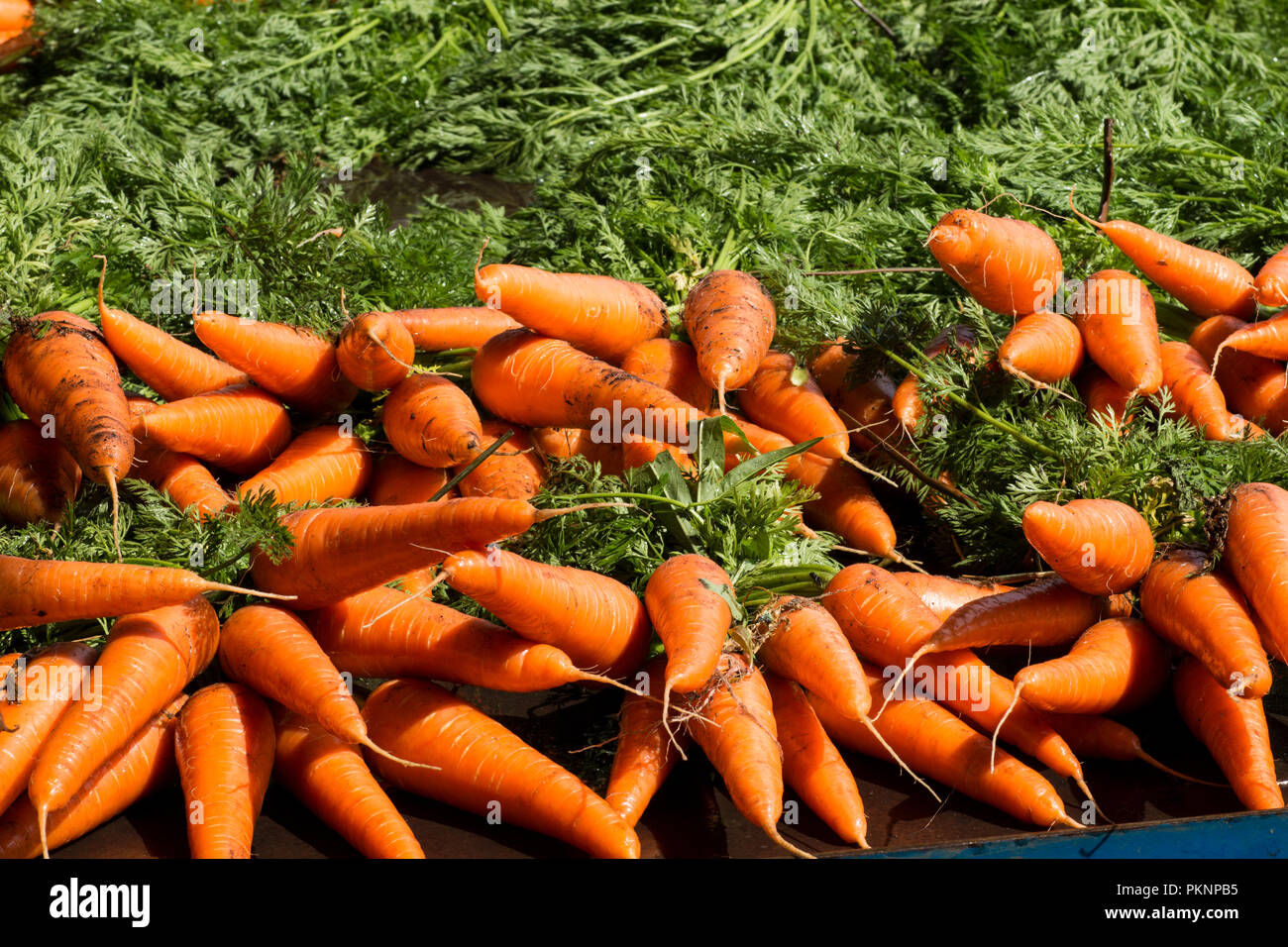 Fresh carrots from the farm Stock Photo - Alamy