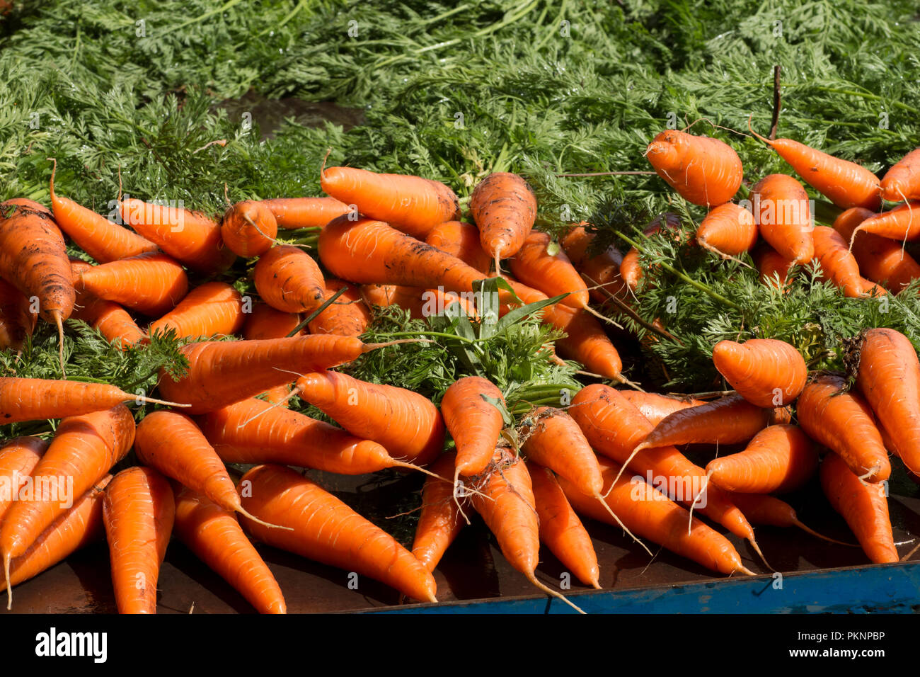 Fresh carrots from the farm Stock Photo - Alamy