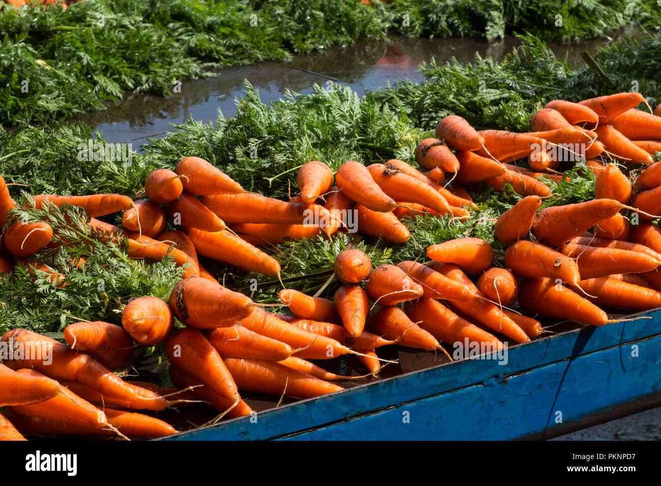Fresh carrots from the farm Stock Photo - Alamy