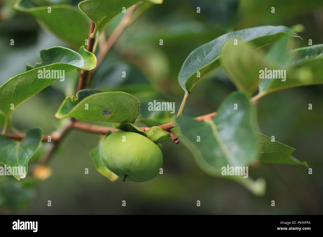 Growing japanese persimmon hi-res stock photography and images - Alamy