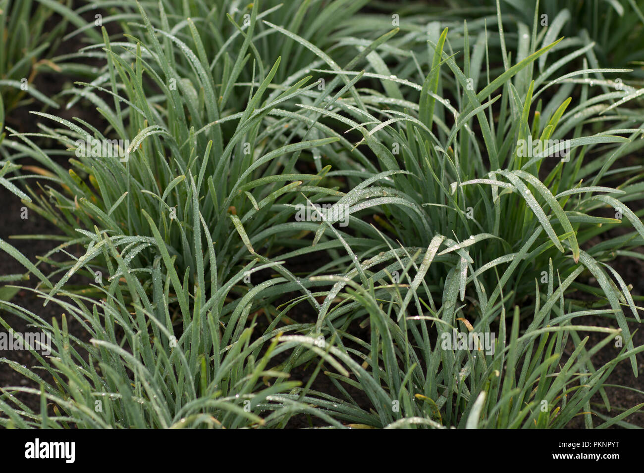 Grassland images hi-res stock photography and images - Alamy