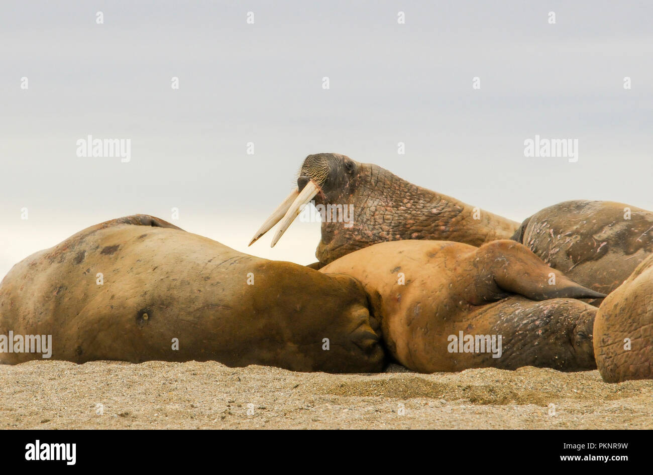 Walrus (Odobenus rosmarus) in a Mass Huddle on the Beach off the Arctic ...