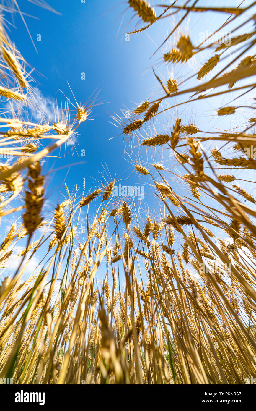 Ripe wheat crop hi-res stock photography and images - Alamy