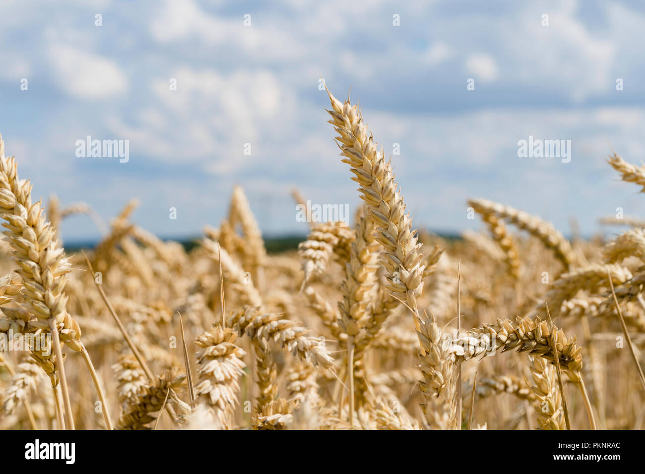 Ripe wheat crop hi-res stock photography and images - Alamy