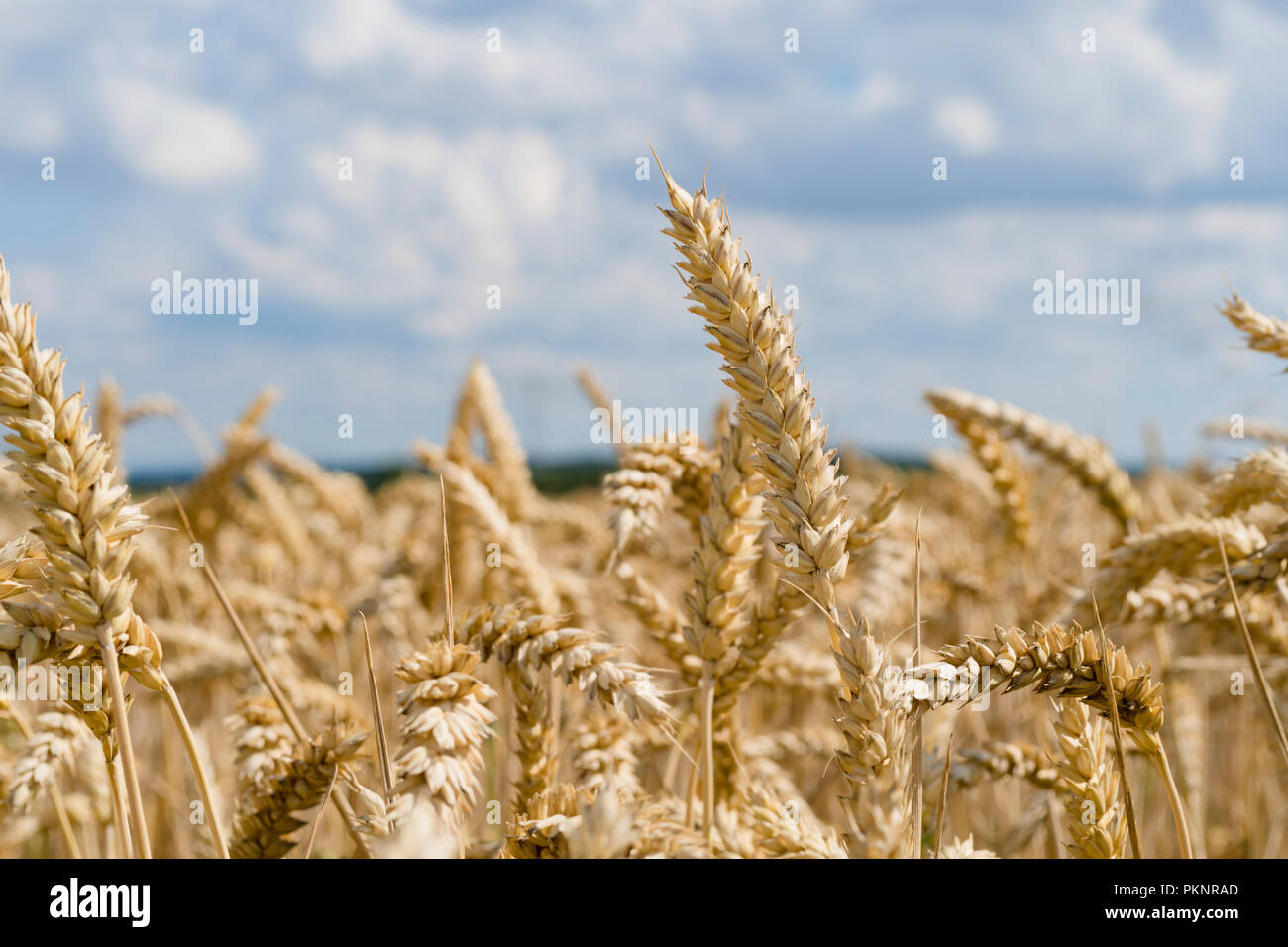 Ripe wheat crop hi-res stock photography and images - Alamy