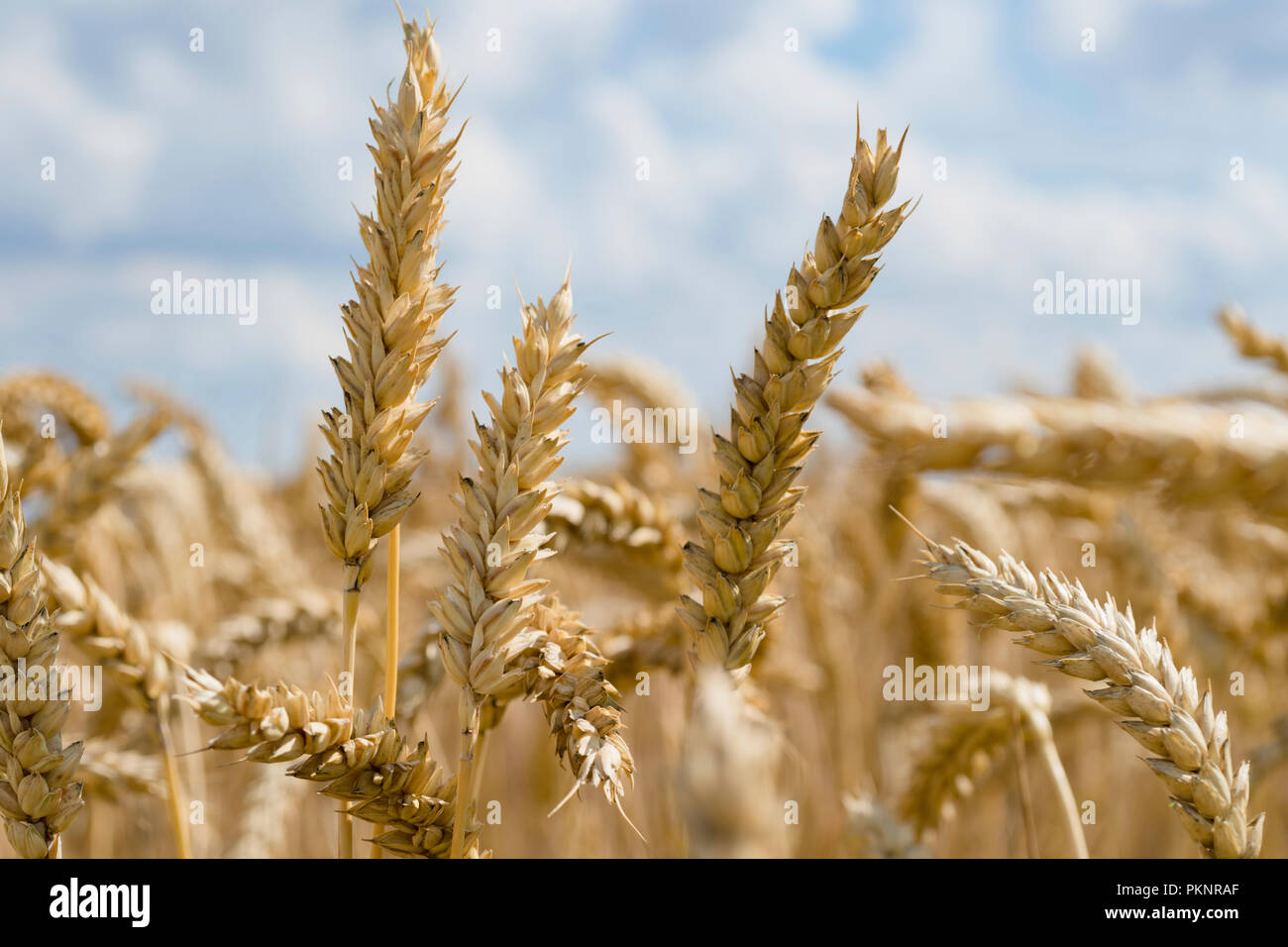 Ripe wheat crop Stock Photo - Alamy