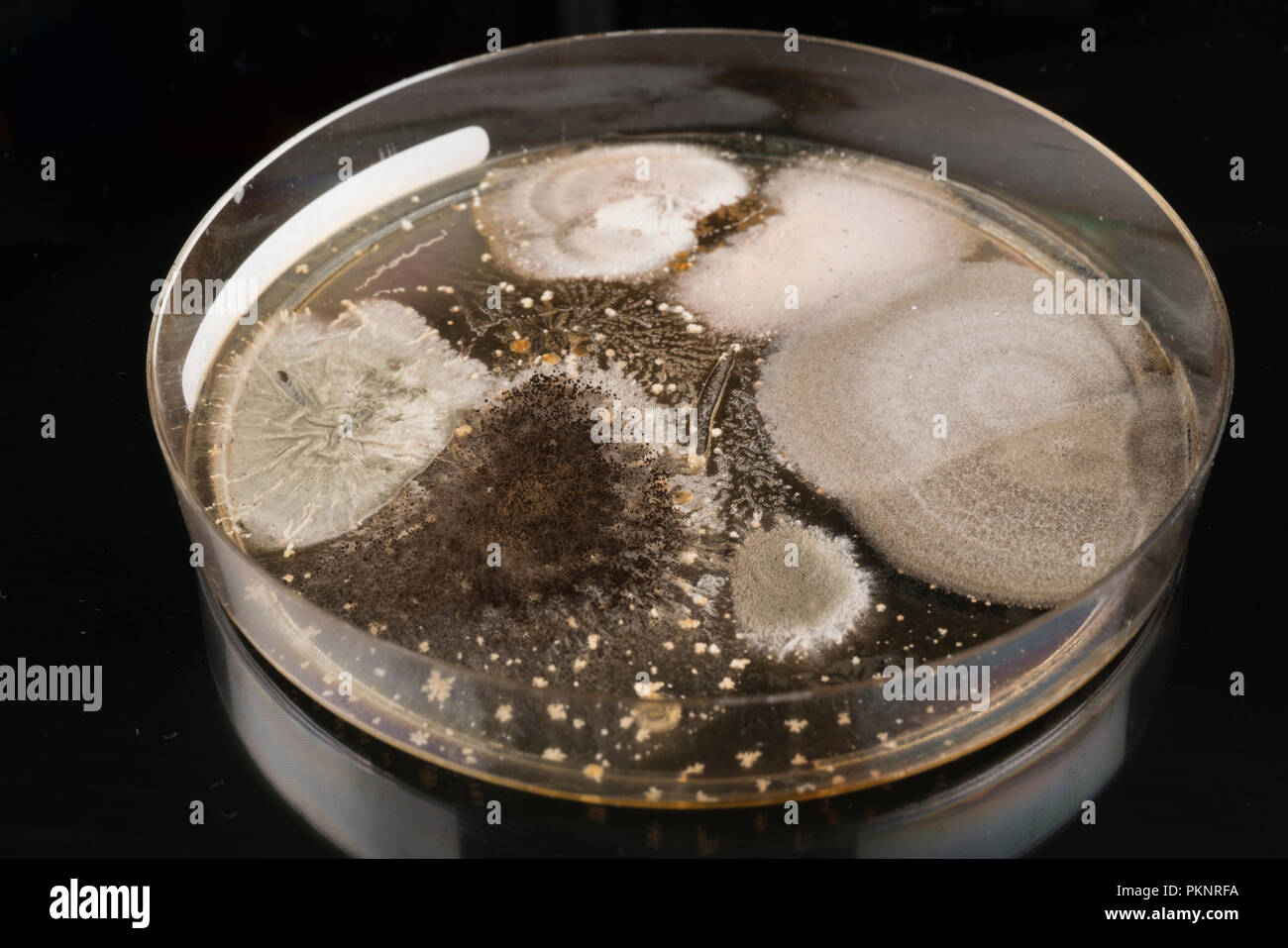 Microbes growing on agar plate Stock Photo - Alamy
