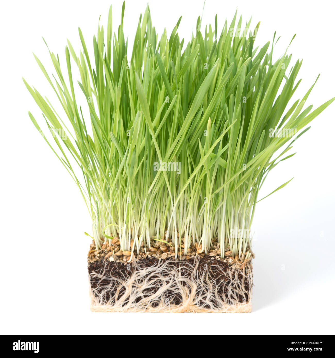 Grass roots square hi-res stock photography and images - Alamy
