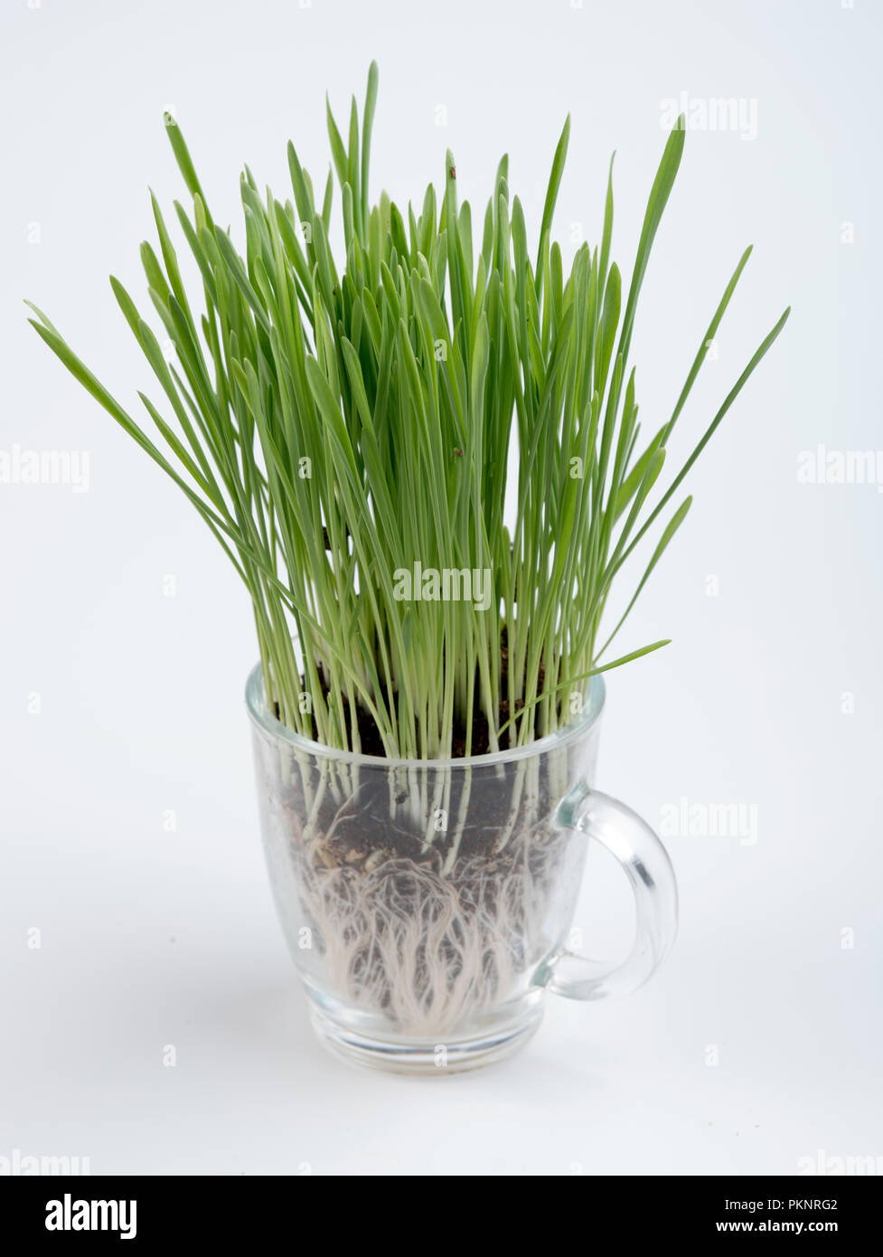 Wheat plant roots hi-res stock photography and images - Alamy