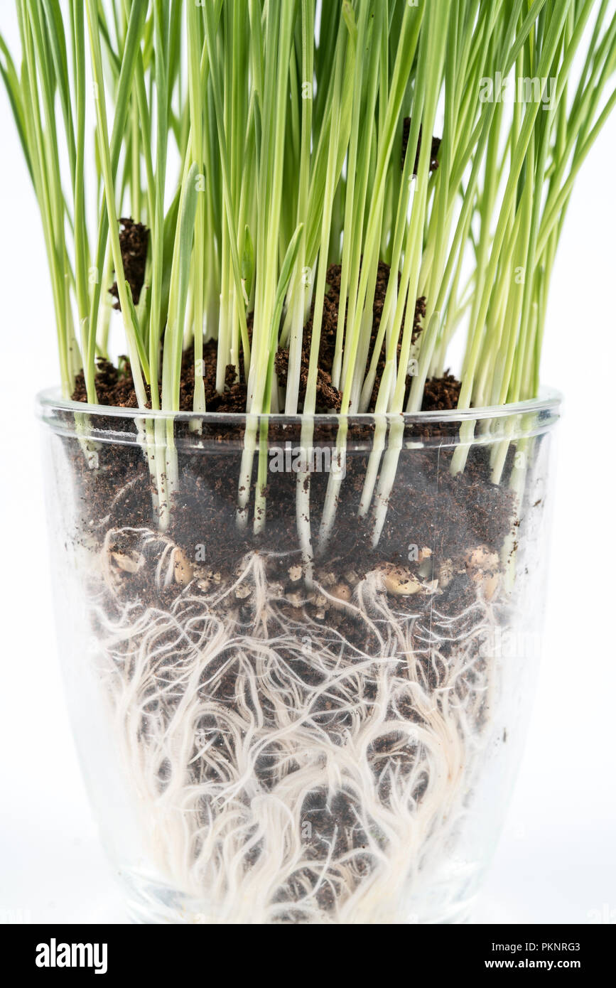 Container of wheat grass hi-res stock photography and images - Alamy