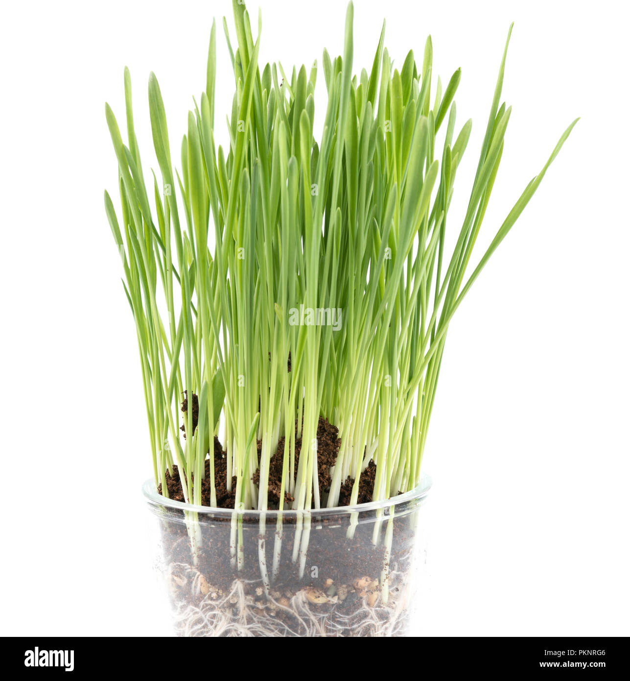 Container of wheat grass hi-res stock photography and images - Alamy