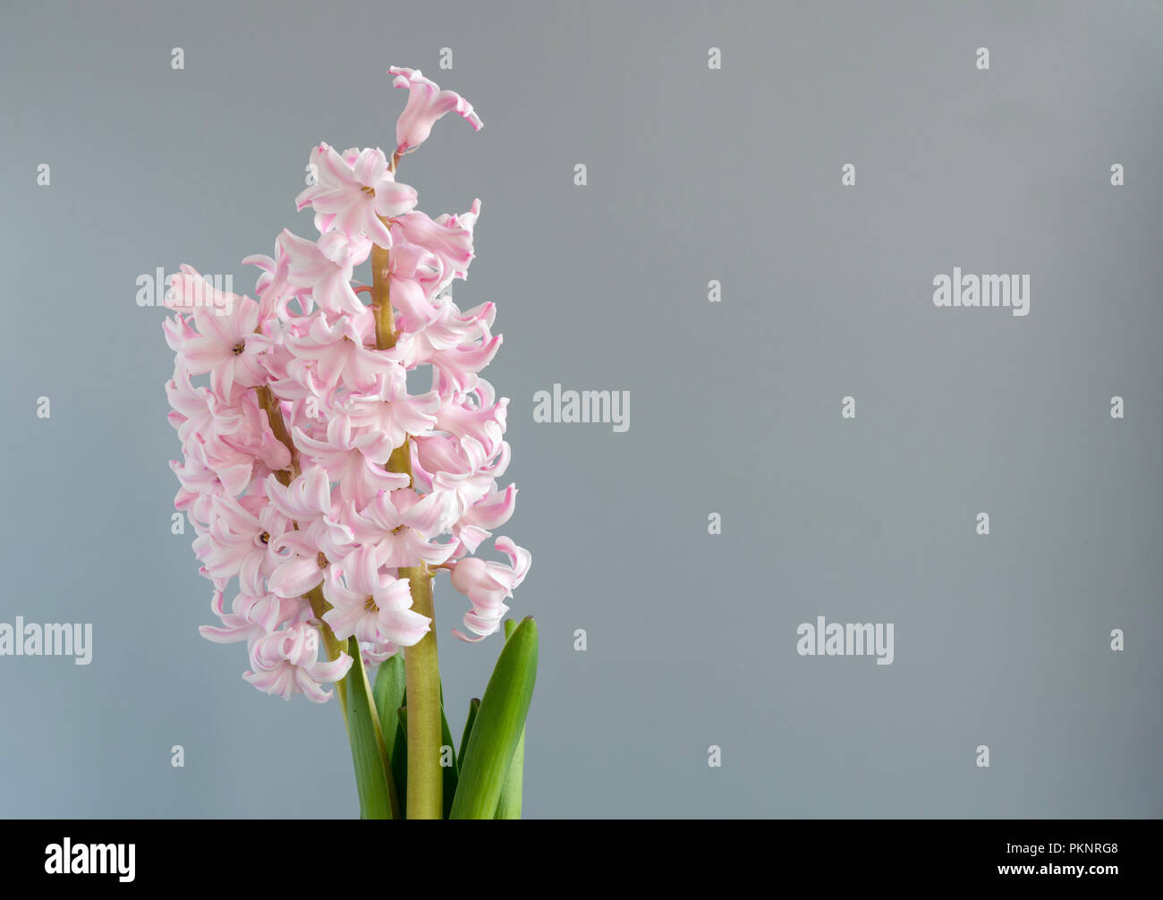 Hyacinth (Hyacinthus orientalis) flowers Stock Photo - Alamy