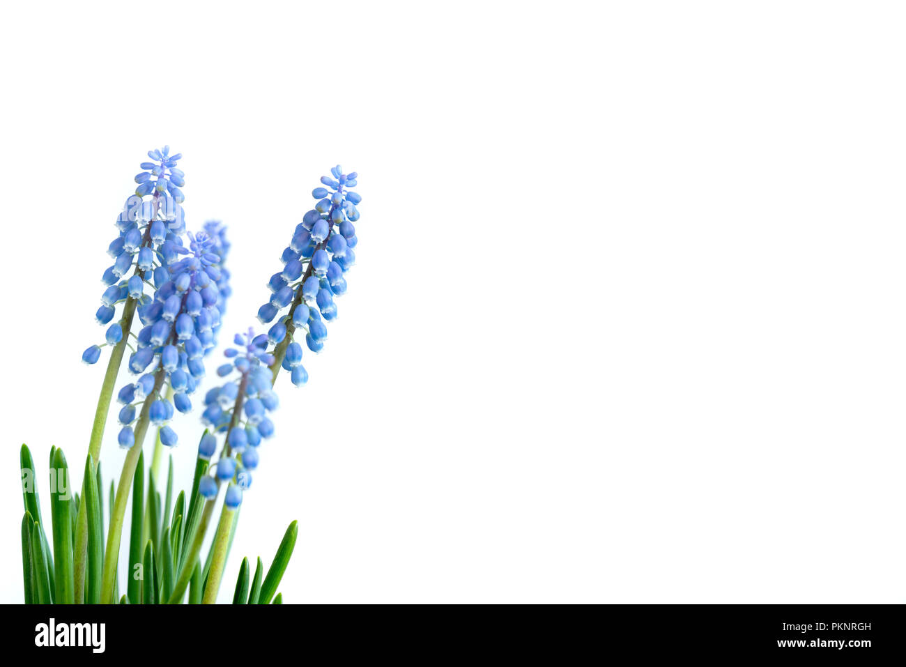 Blooming spring flowers botanical Cut Out Stock Images & Pictures - Alamy
