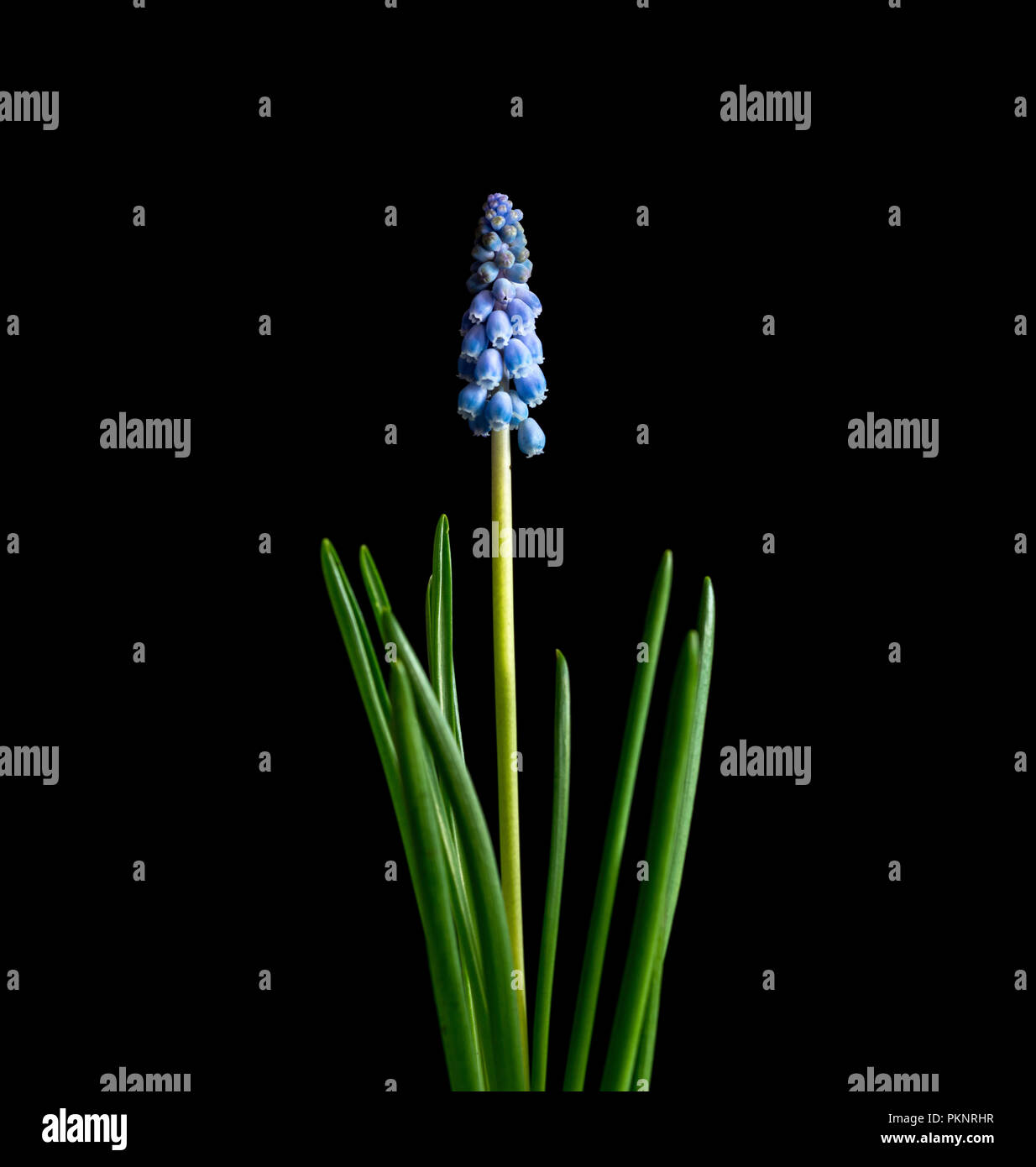 Grape hyacinth (Muscari sp.) flowers Stock Photo - Alamy