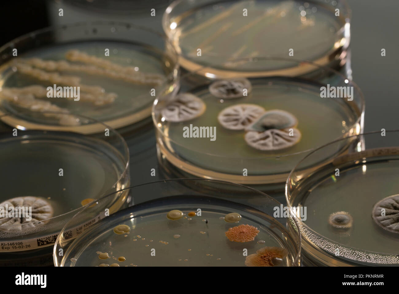 Growing cell culture agar plate hi-res stock photography and images - Alamy