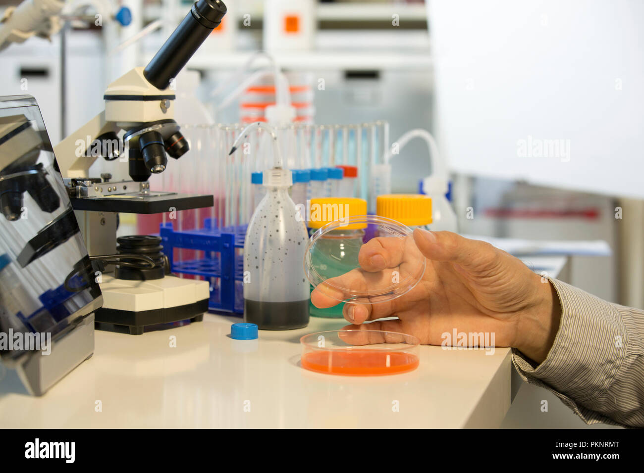 Bacterial cultures scientist hi-res stock photography and images - Alamy