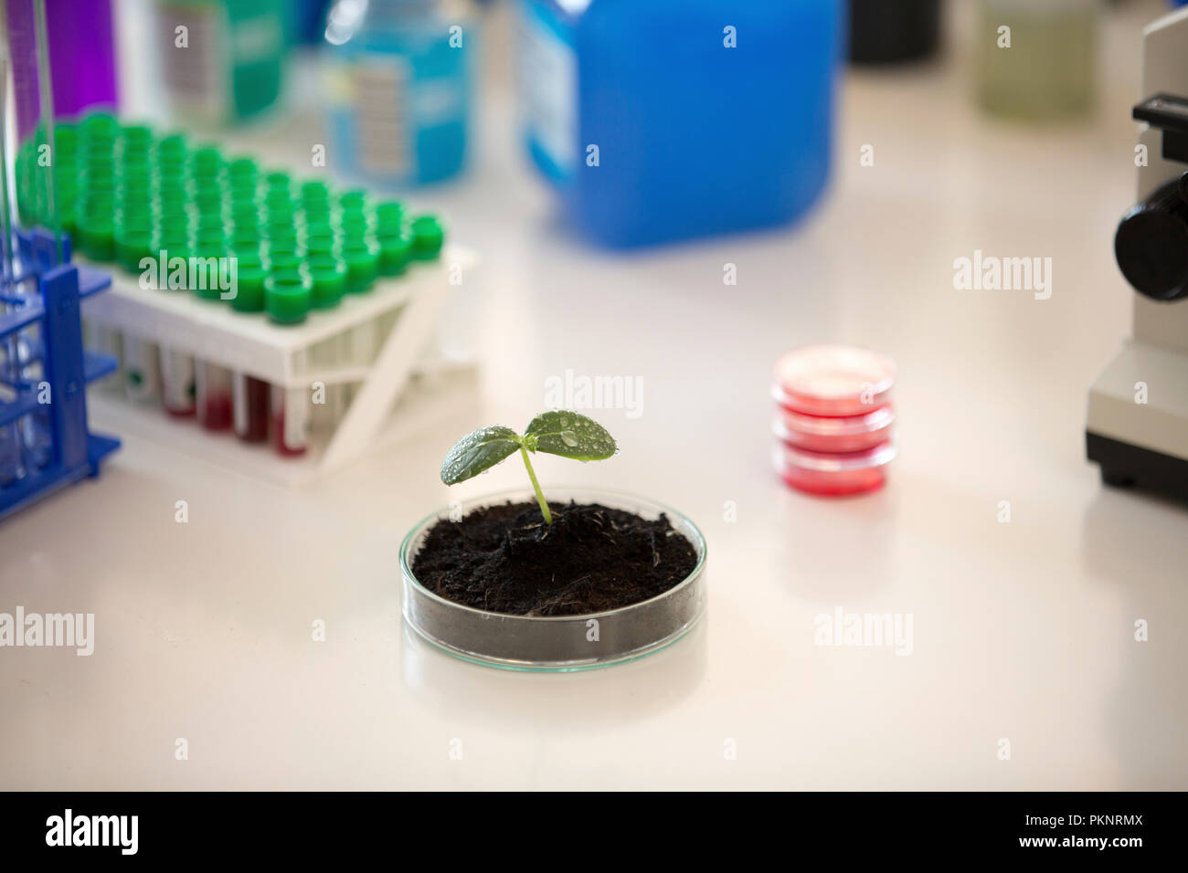 Plant research, conceptual image Stock Photo - Alamy