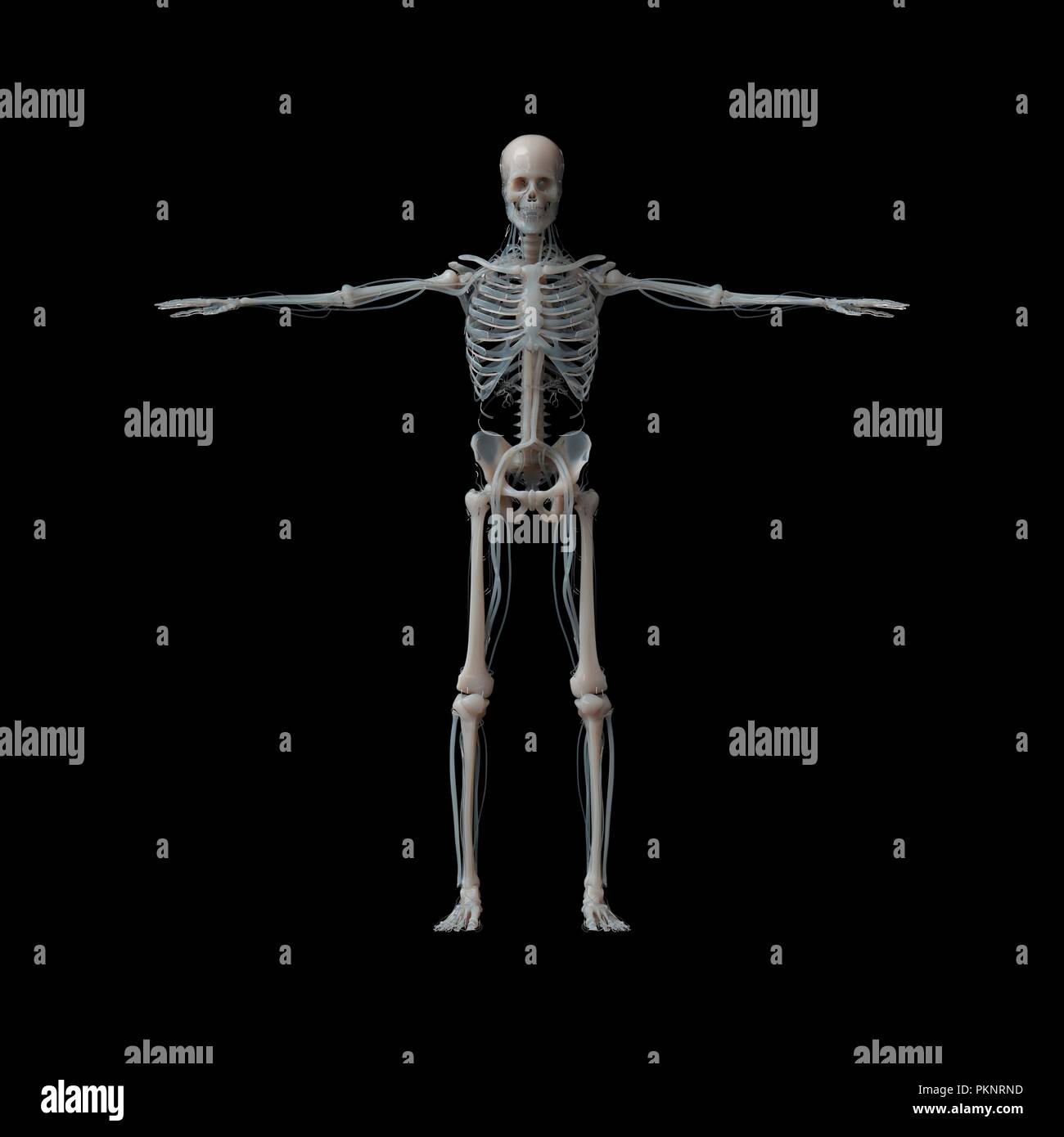 Human skeleton anterior view hi-res stock photography and images - Alamy