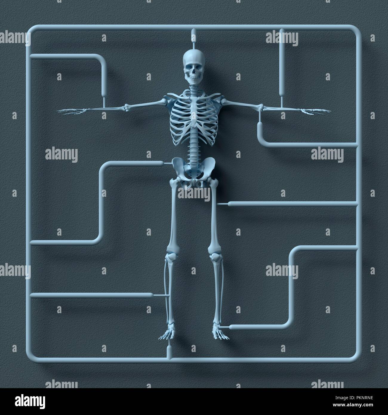 Human model kit hi-res stock photography and images - Alamy