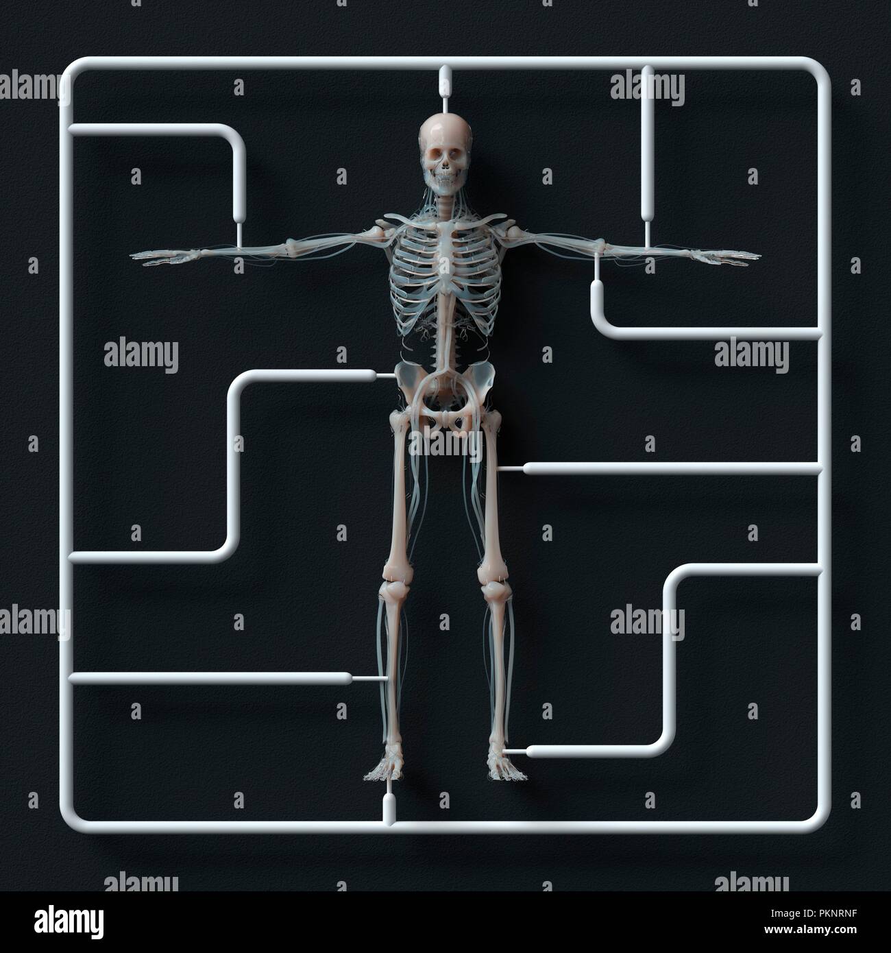 Model skeleton kit, illustration Stock Photo - Alamy