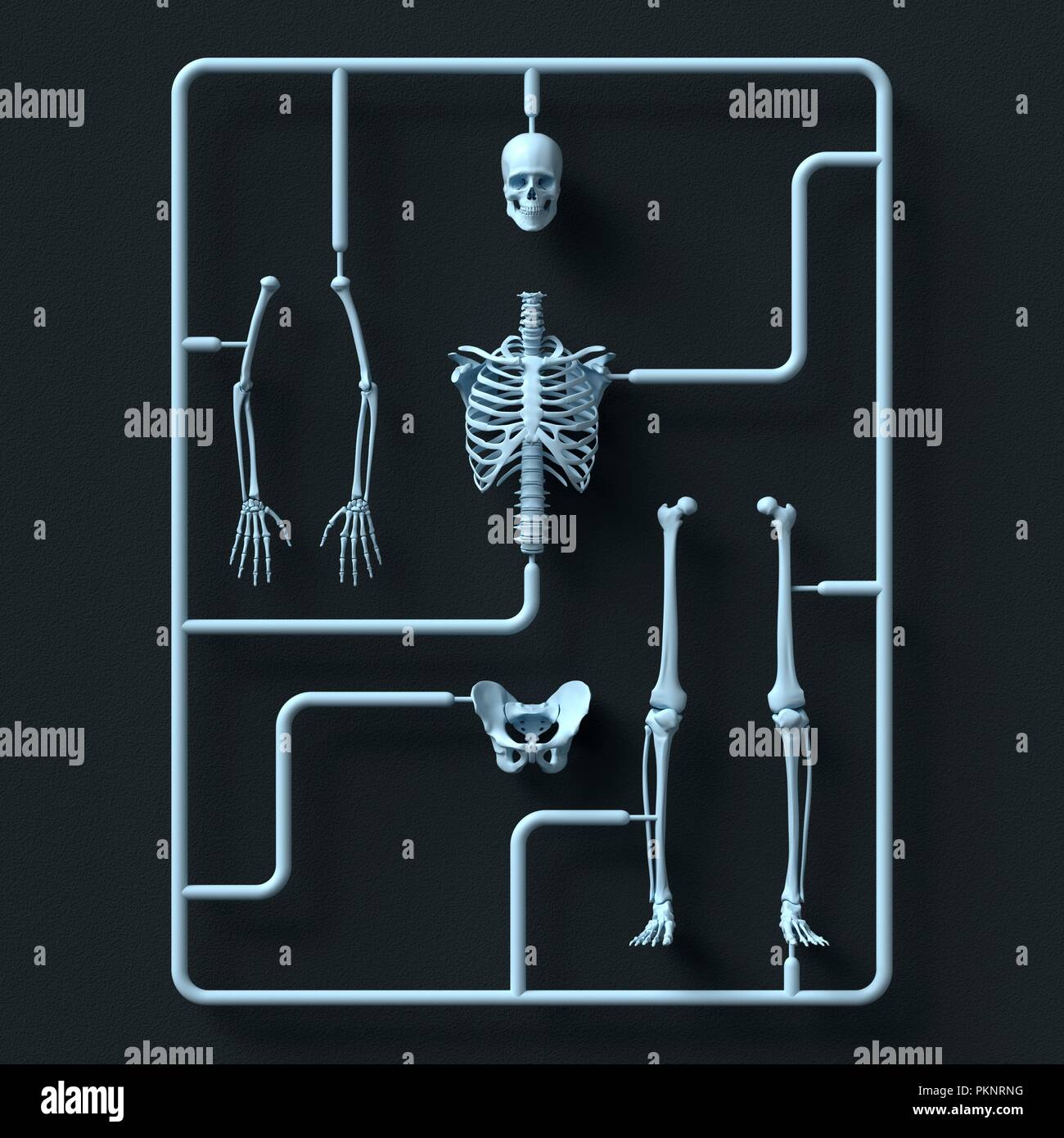 Human skeleton anterior view hi-res stock photography and images - Alamy