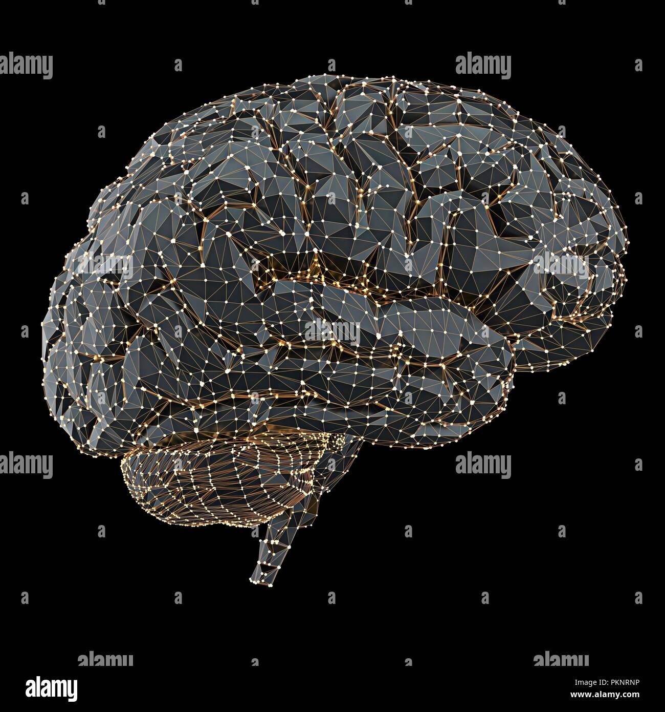 Human brain, illustration Stock Photo - Alamy