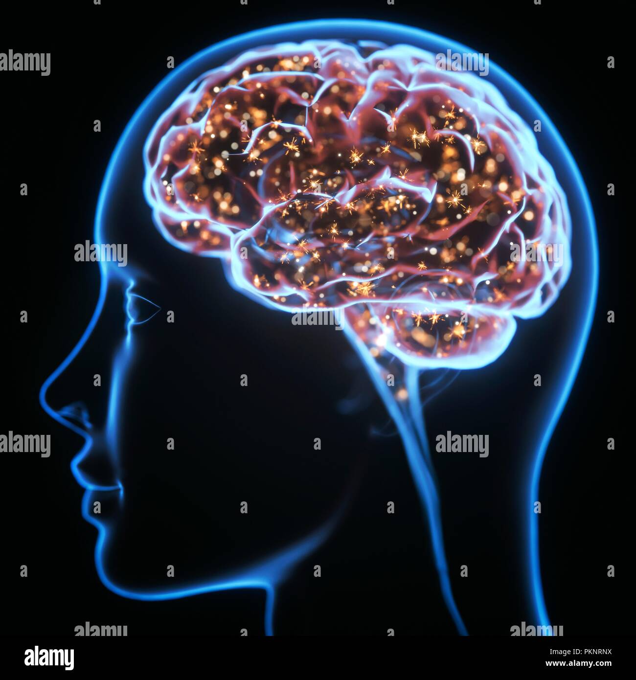 Human brain, illustration Stock Photo - Alamy