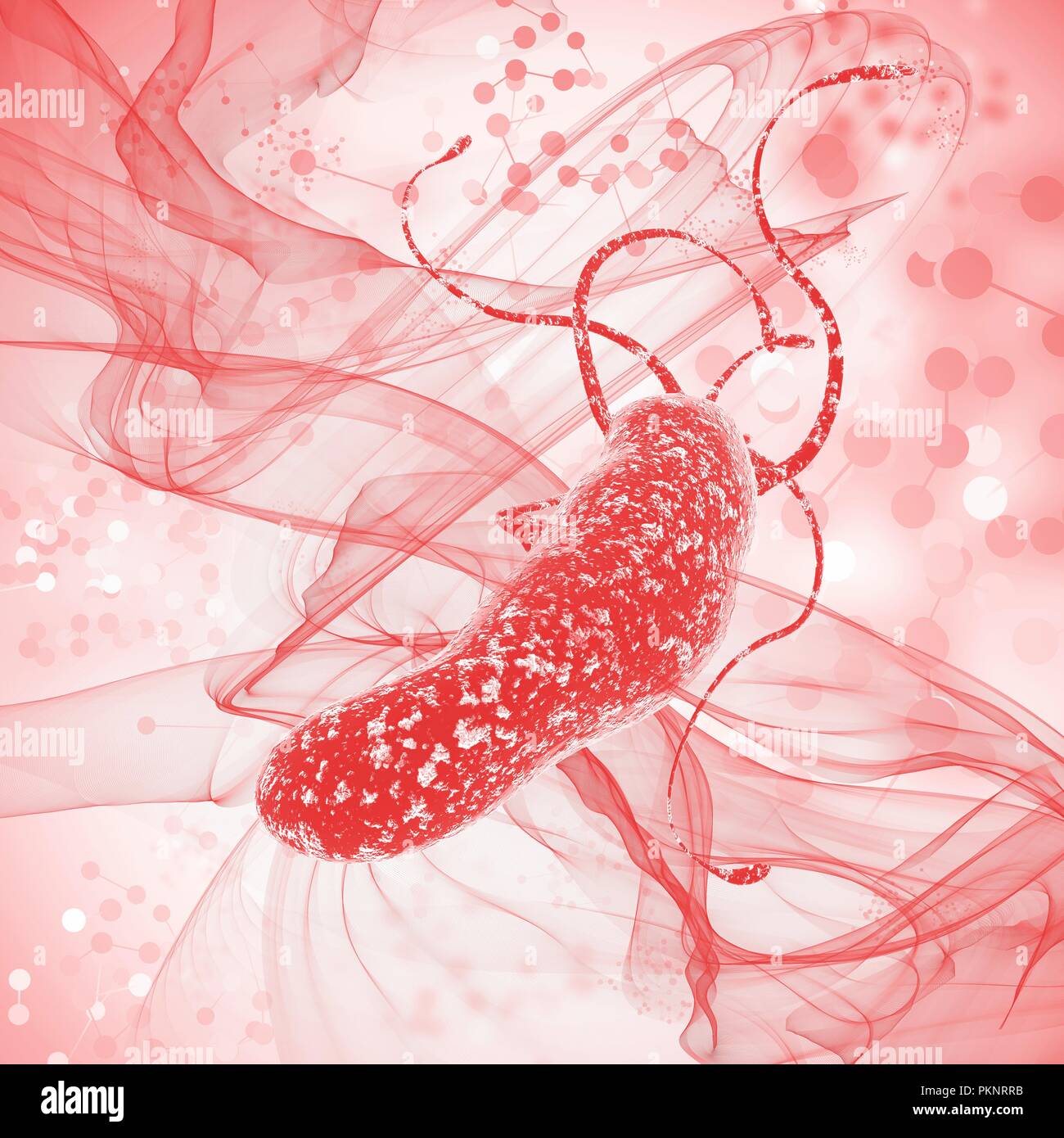 Helicobacter pylori bacteria, illustration Stock Photo - Alamy