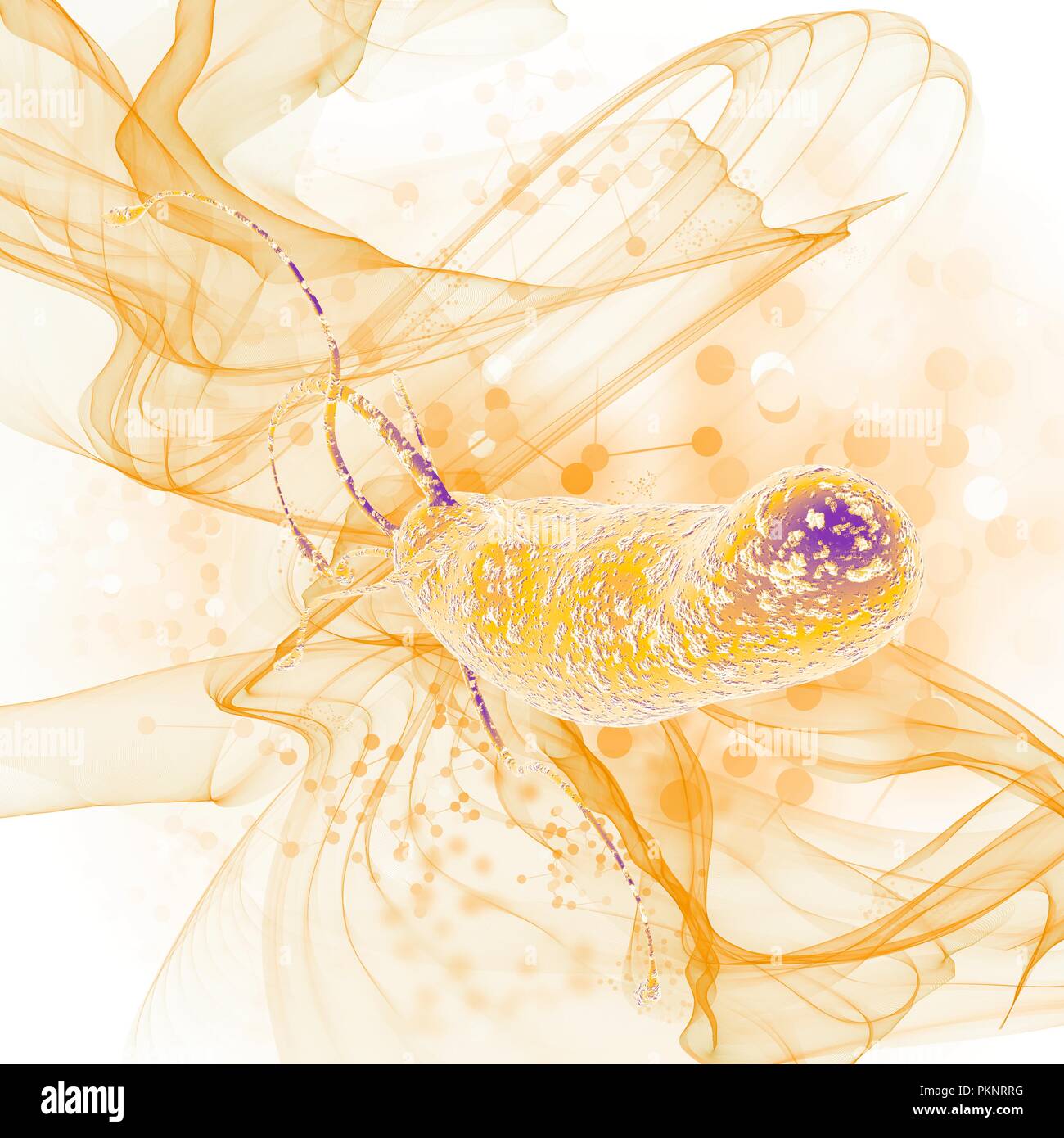 Helicobacter pylori bacteria, illustration Stock Photo - Alamy