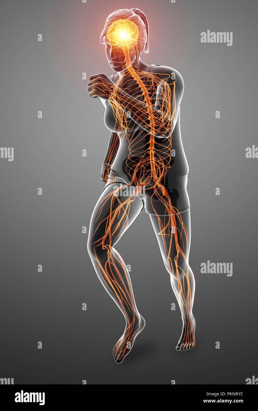 Nervous system, computer illustration Stock Photo - Alamy